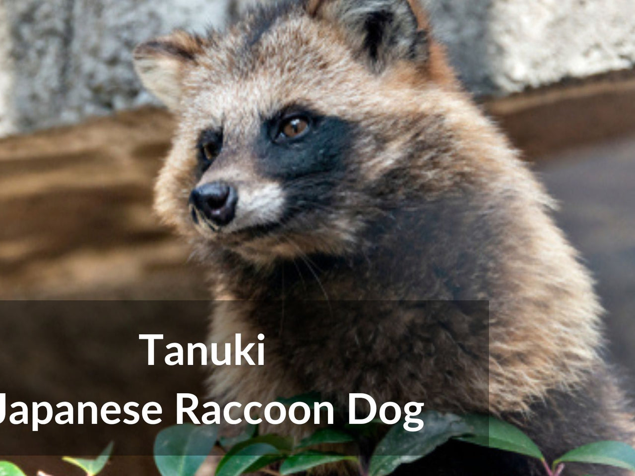 Meaning of Subarashii (素晴らしい) In Japanese – Japan Truly