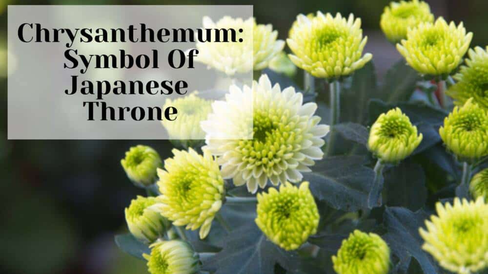 Chrysanthemum: Symbol Of Japanese Throne – Japan Truly