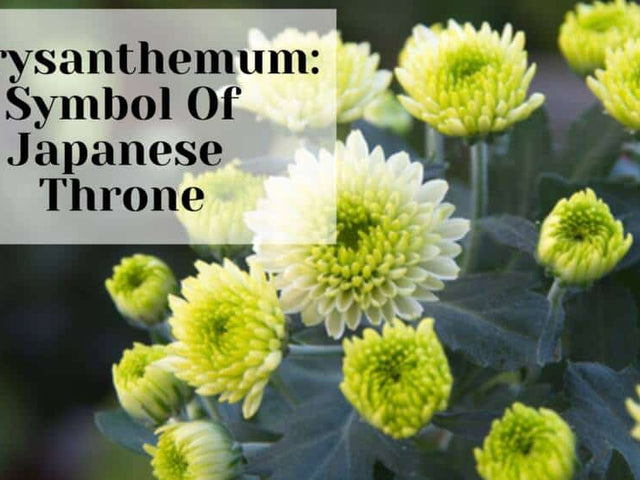 Meaning Of Onii Chan, Onee Chan, Onii San, And Onee San – Japan Truly