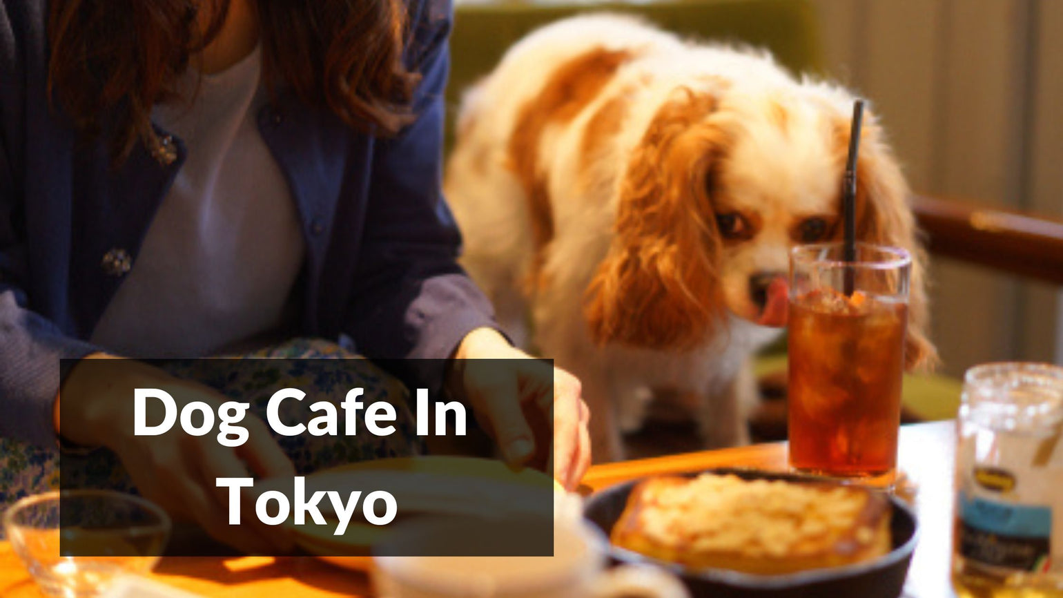 10 Dog Cafe In Tokyo To Meet The Cutest Pups! – Japan Truly