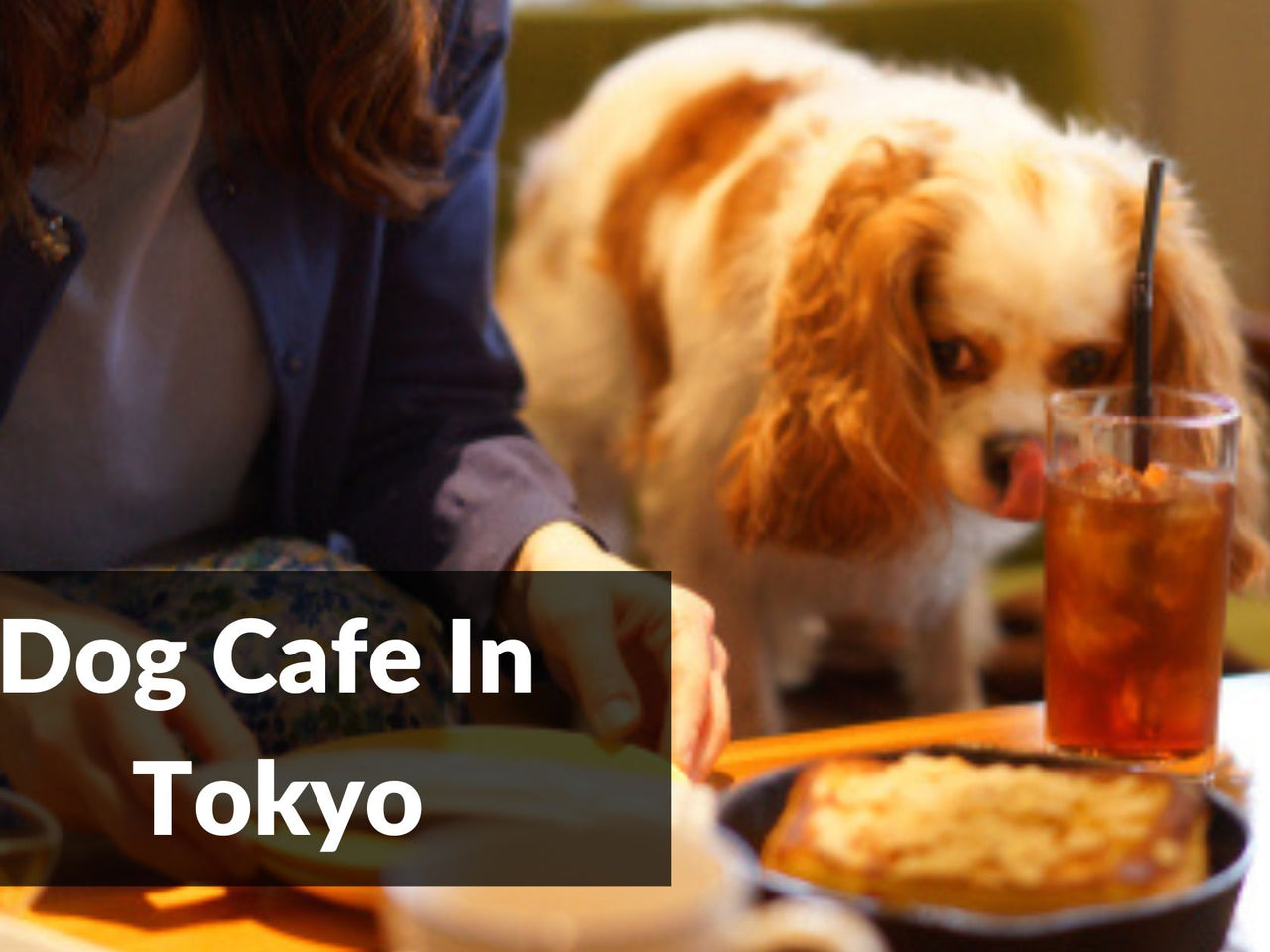 5 Rabbit Cafes In Tokyo For Cuteness Overload! – Japan Truly