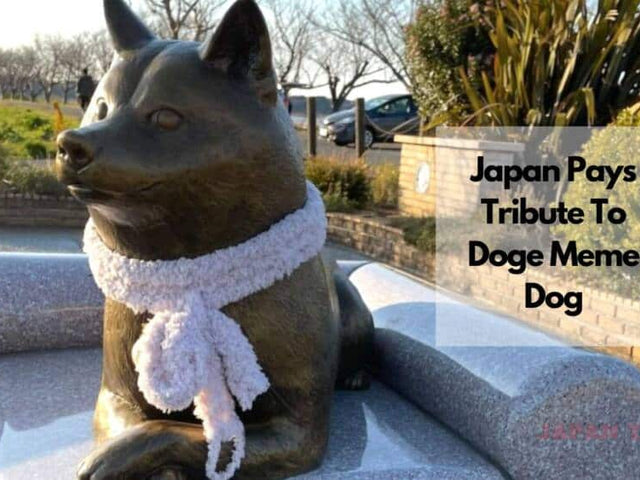Learn – Tagged "Doge Meme Dog" – Japan Truly