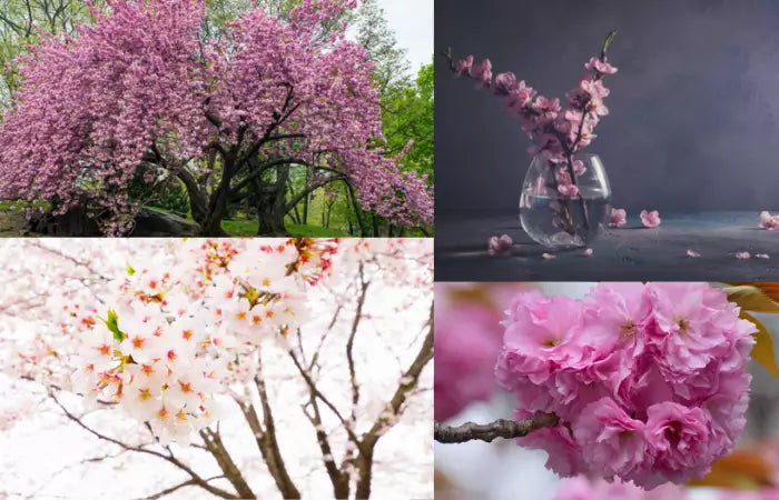10 Facts About Growing Cherry Blossom Trees – Japan Truly