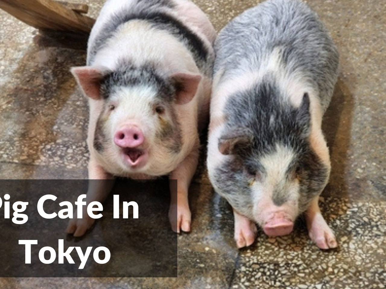 10 Dog Cafe In Tokyo To Meet The Cutest Pups! – Japan Truly