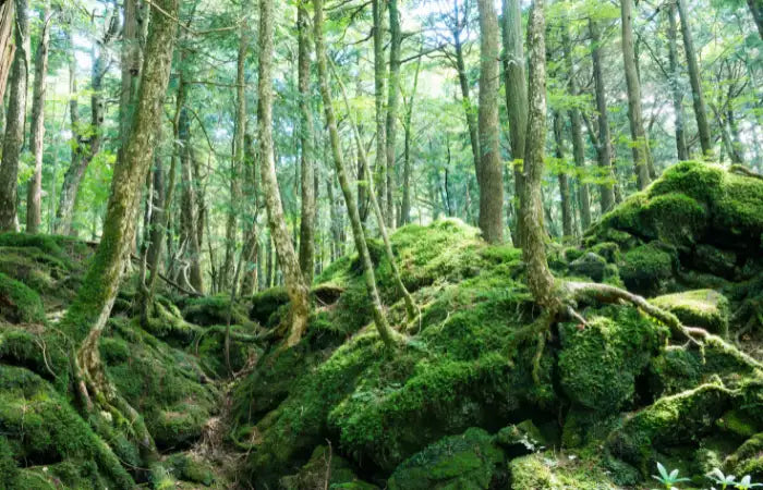 Can You Go Into Aokigahara Forest? | All About Japan’s Suicide Forest ...