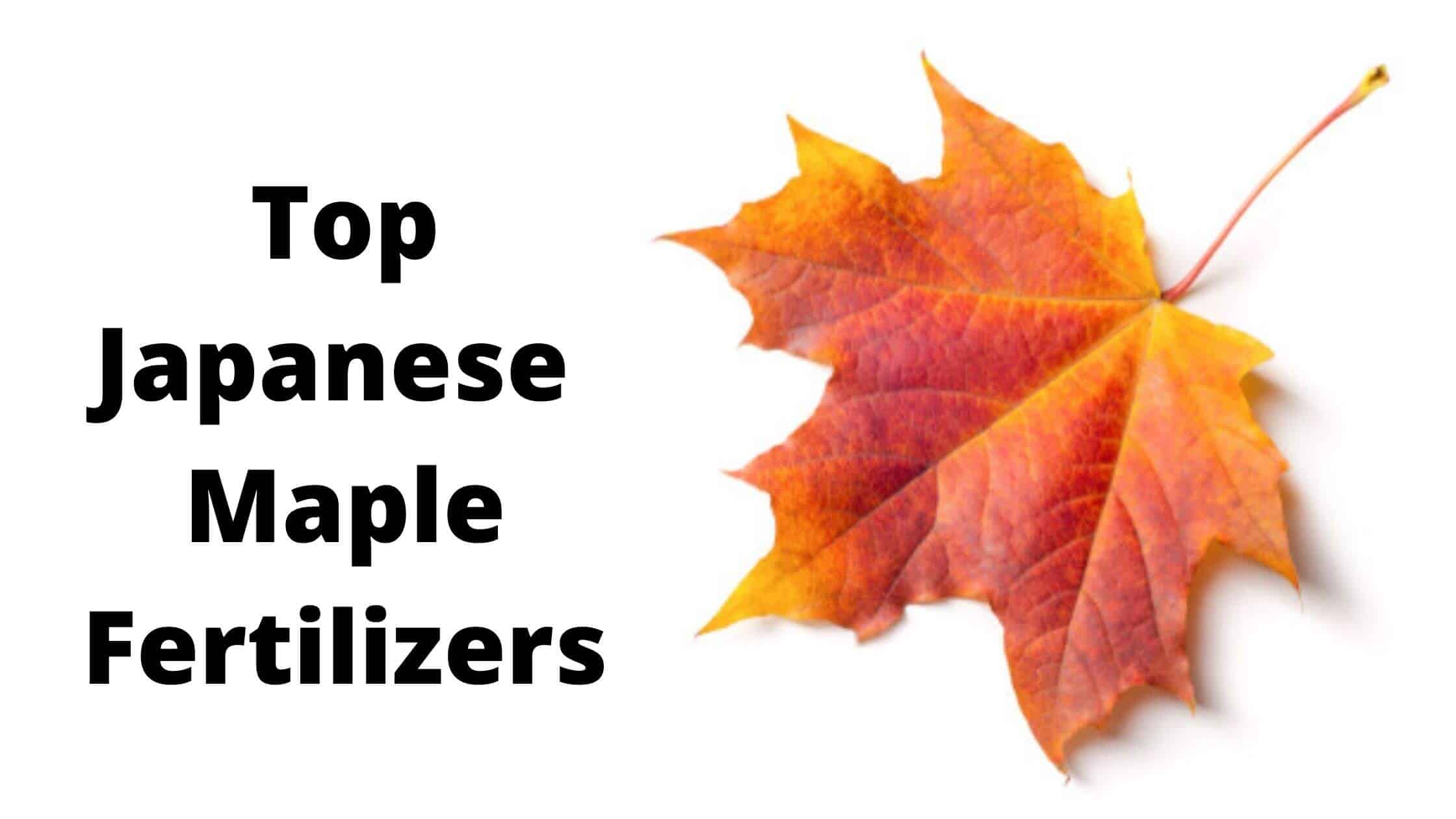 How To Choose The Best Japanese Maple Fertilizer? – Japan Truly