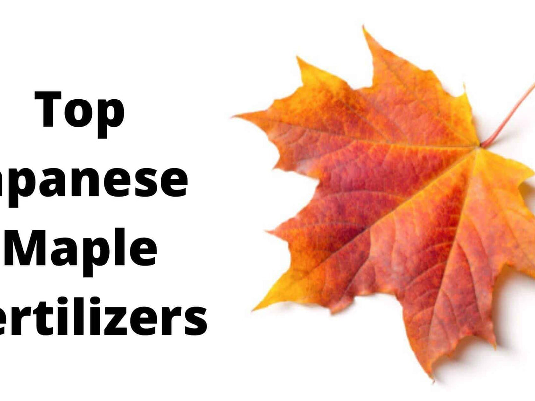 Japanese Product Review by Japan Truly – Tagged "maple tree fertilizer ...