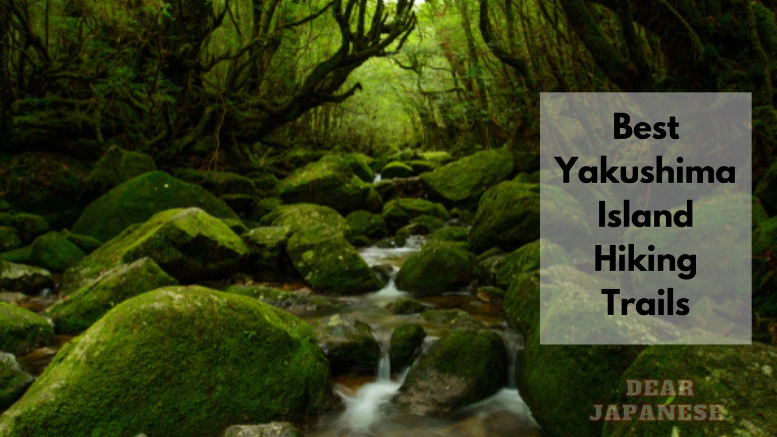 Exploring Yakushima Island Hiking Trails Unveiling The Best Hiking Tr Exploring Yakushima Island Hiking Trails Unveiling The Best Hiking Tr