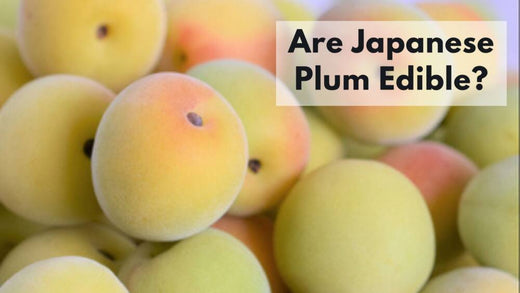Are Japanese Plums Edible? | 5 Things To Know Before You Try Japanese ...