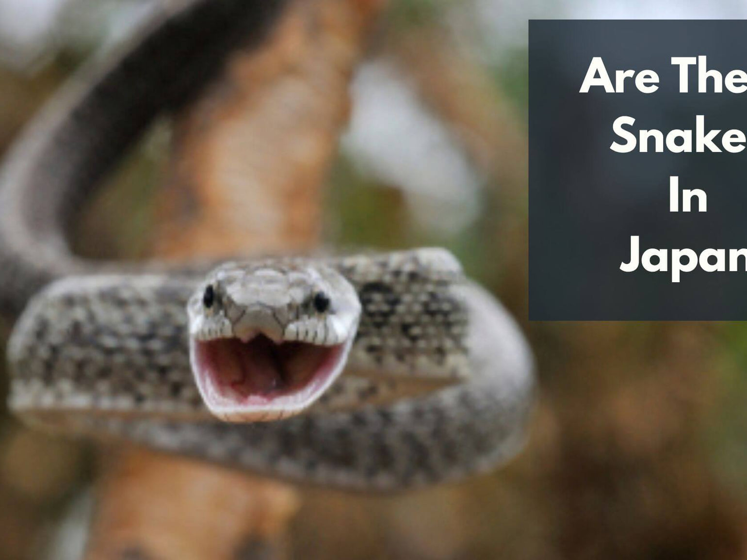 Interesting Facts About Japanese Serow: Appearance, Habitat, Diet, And ...