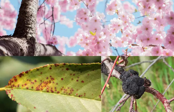 10 Flowering Cherry Tree Problems, Treatment, Prevention | Flowering C ...