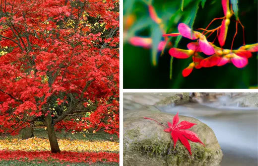 How to Grow A Japanese Maple Tree? | Step By Step Guide On Growing Jap ...