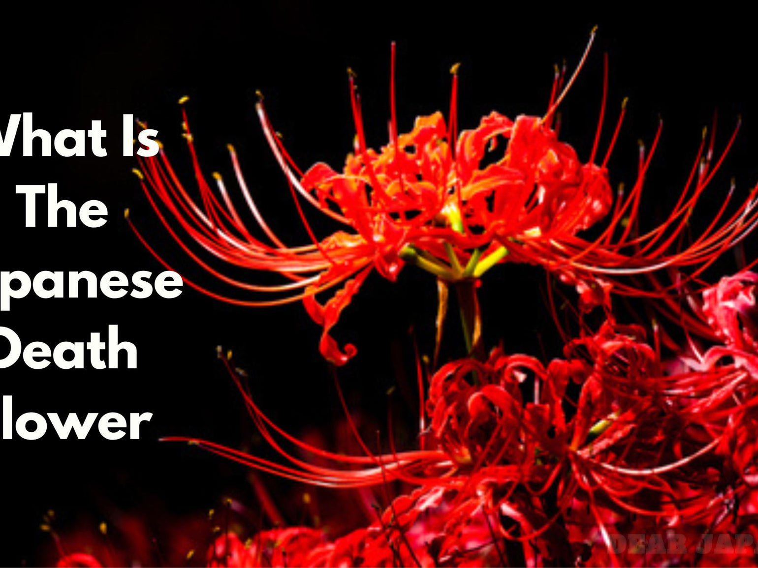 4 Cool Ninja Cafes In Japan You Have To Check Out in Tokyo, Osaka and ...