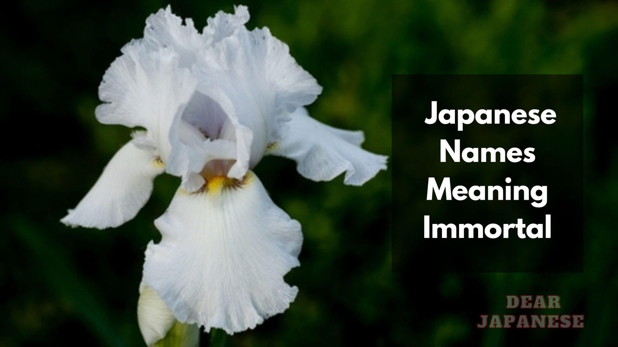 40 Japanese Names Meaning Immortal – Japan Truly