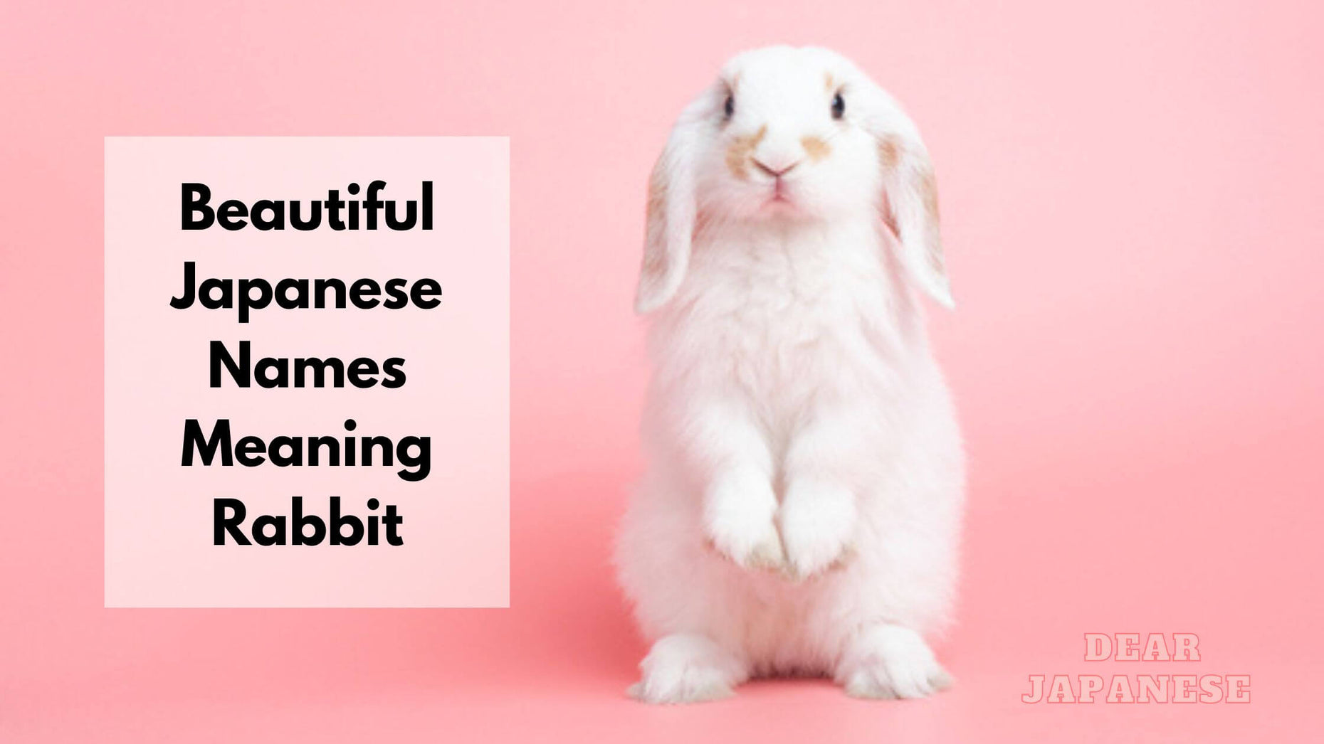 40 Japanese Names Meaning Rabbit – Japan Truly