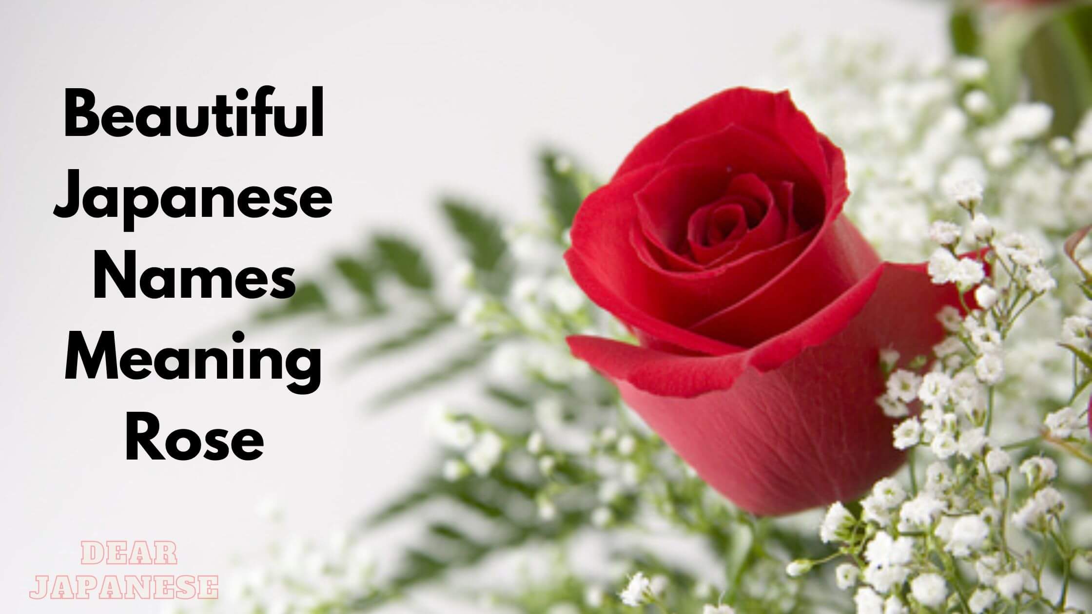 50 Japanese Names Meaning Rose – Japan Truly