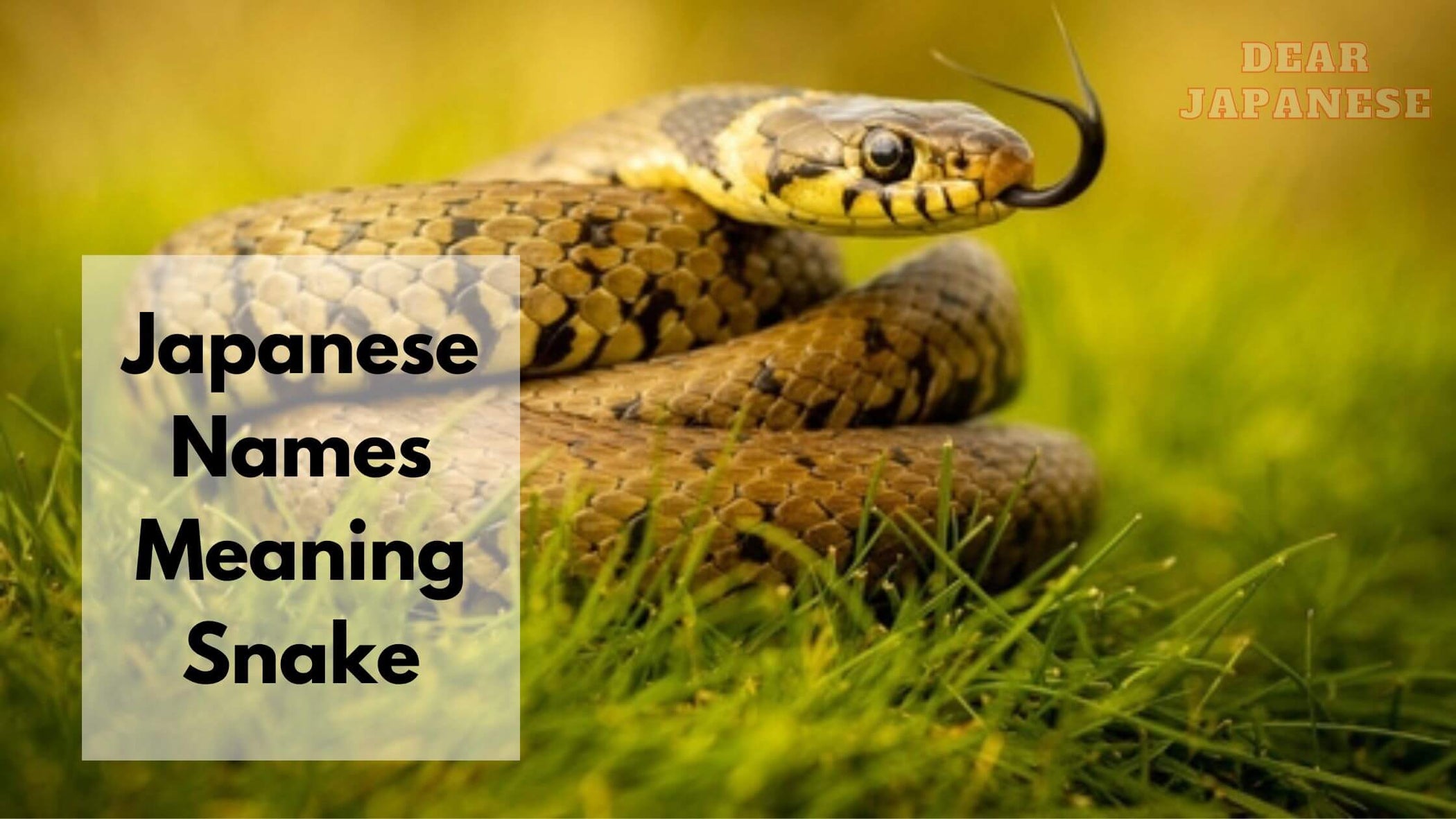 40 Japanese Names Meaning Snake – Japan Truly
