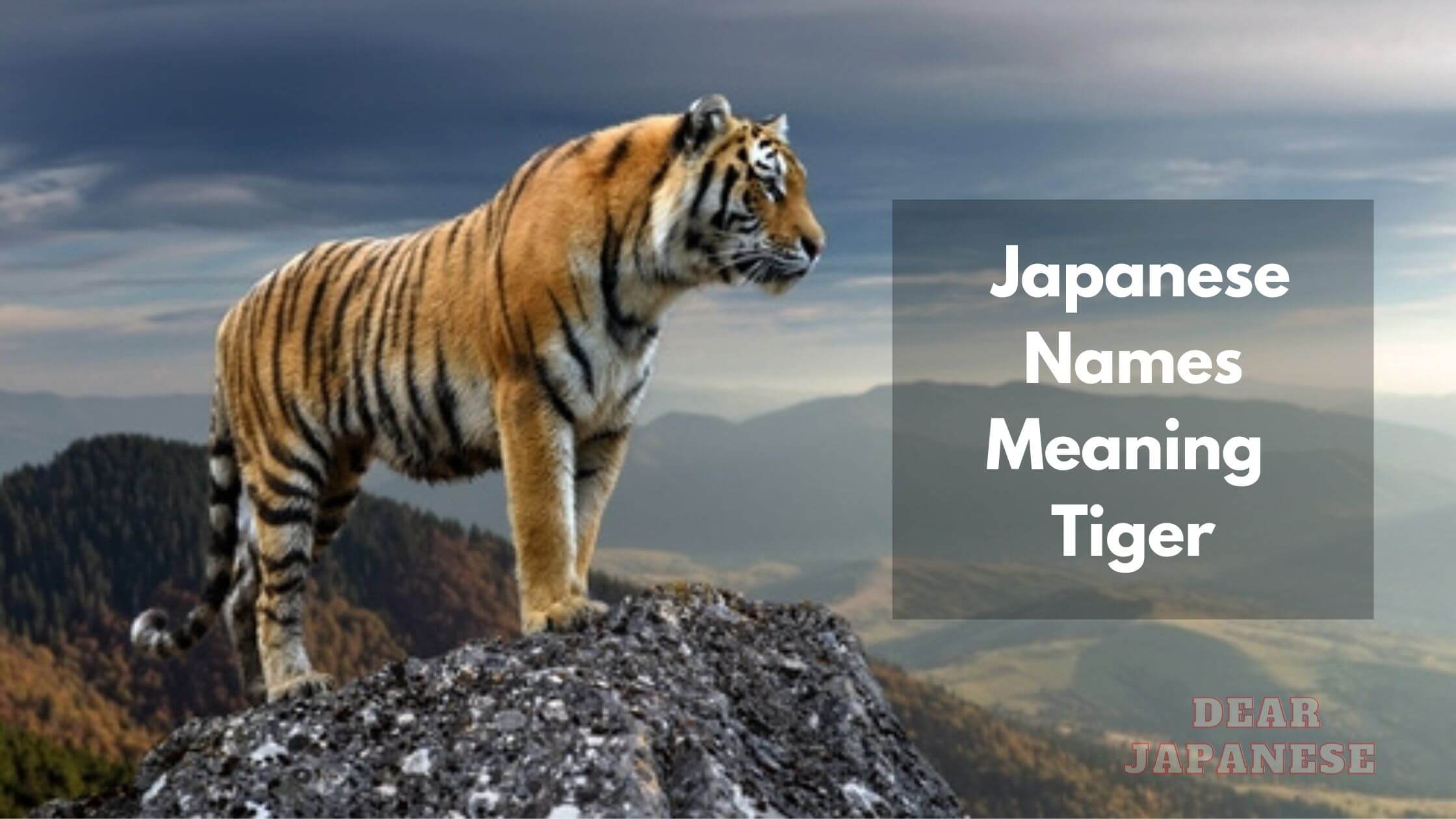 30 Cool Japanese Names Meaning Tiger – Japan Truly