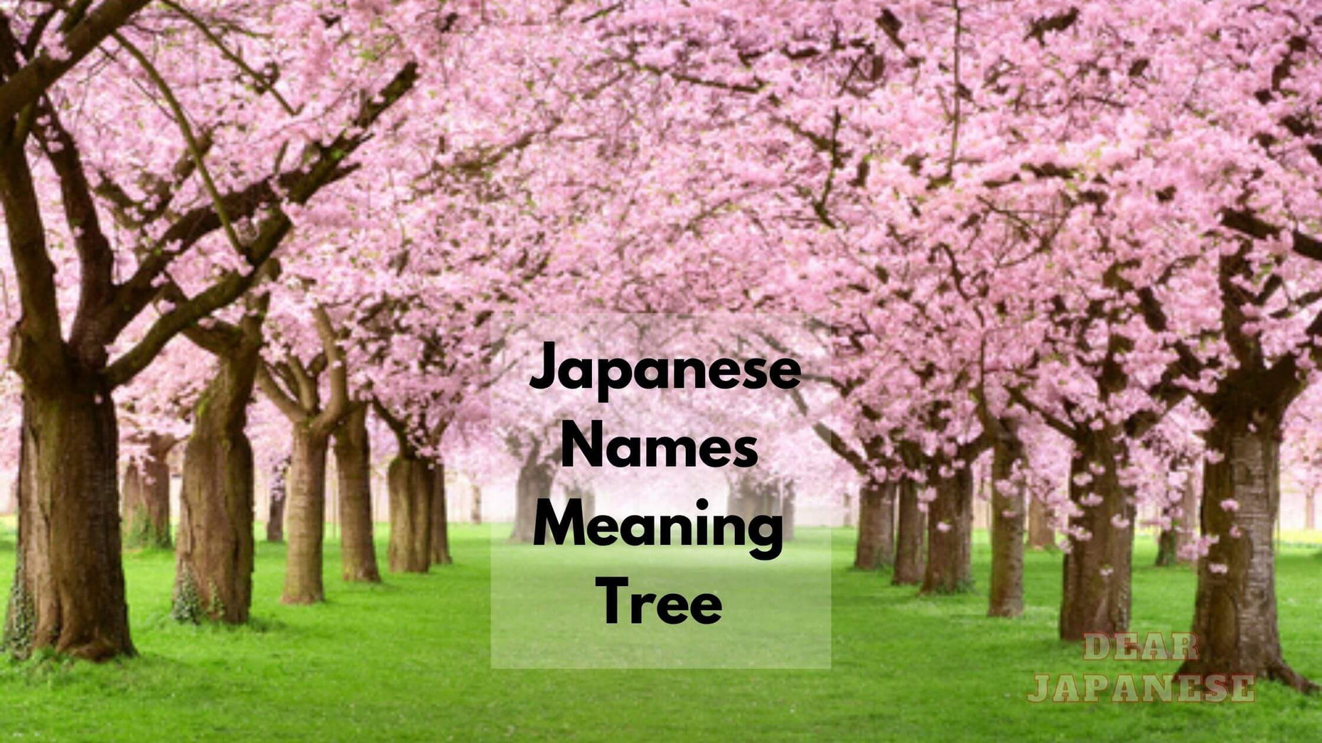 40 Japanese Names Meaning Trees – Japan Truly
