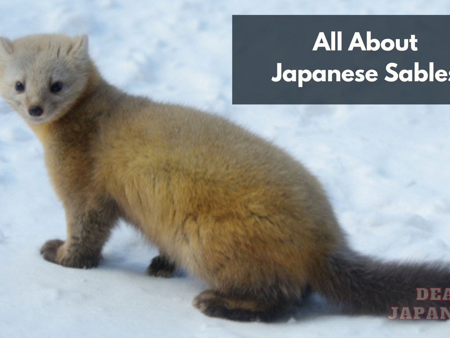 Beginner’s Guide To Japanese Izakaya 2025 – Japan Truly