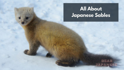 The Adorable Charm of Japanese Sables Found in Hokkaido – Japan Truly