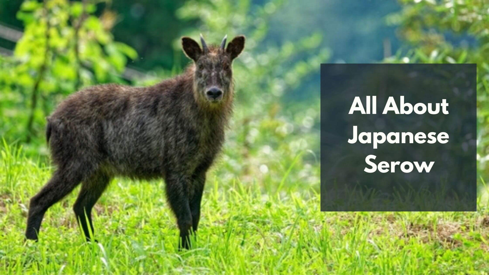 Interesting Facts About Japanese Serow: Appearance, Habitat, Diet, And ...