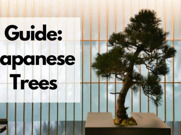 Learn – Tagged "popular trees in japan" – Japan Truly