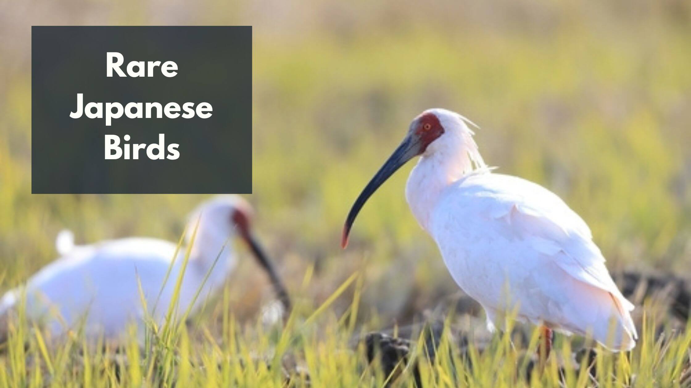 12 Rare Japanese Birds: Diet, Habitat, And Behaviors – Japan Truly