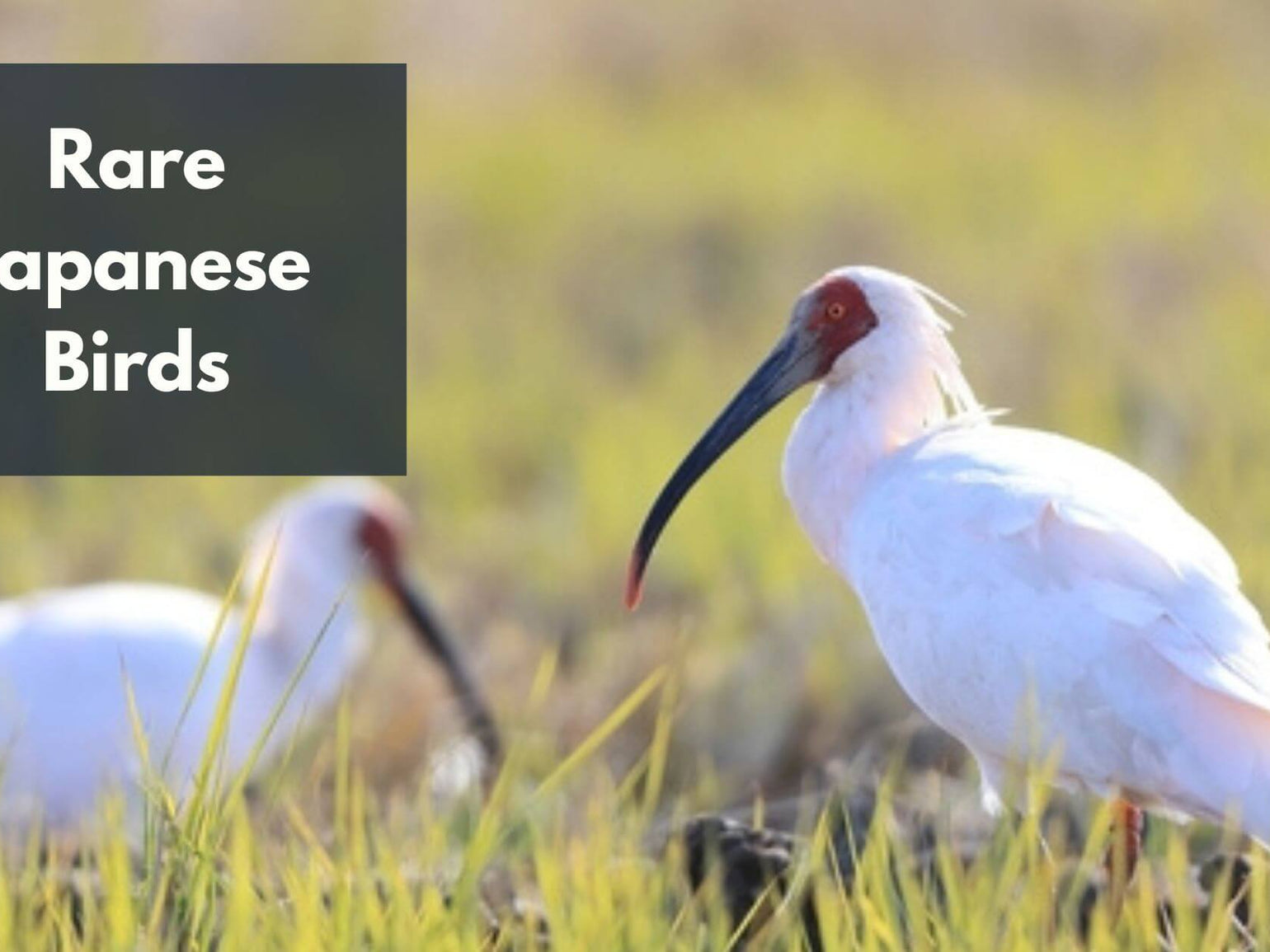 The World of Japanese Martens: Unique Features, Diet, Habitat, Behavio ...