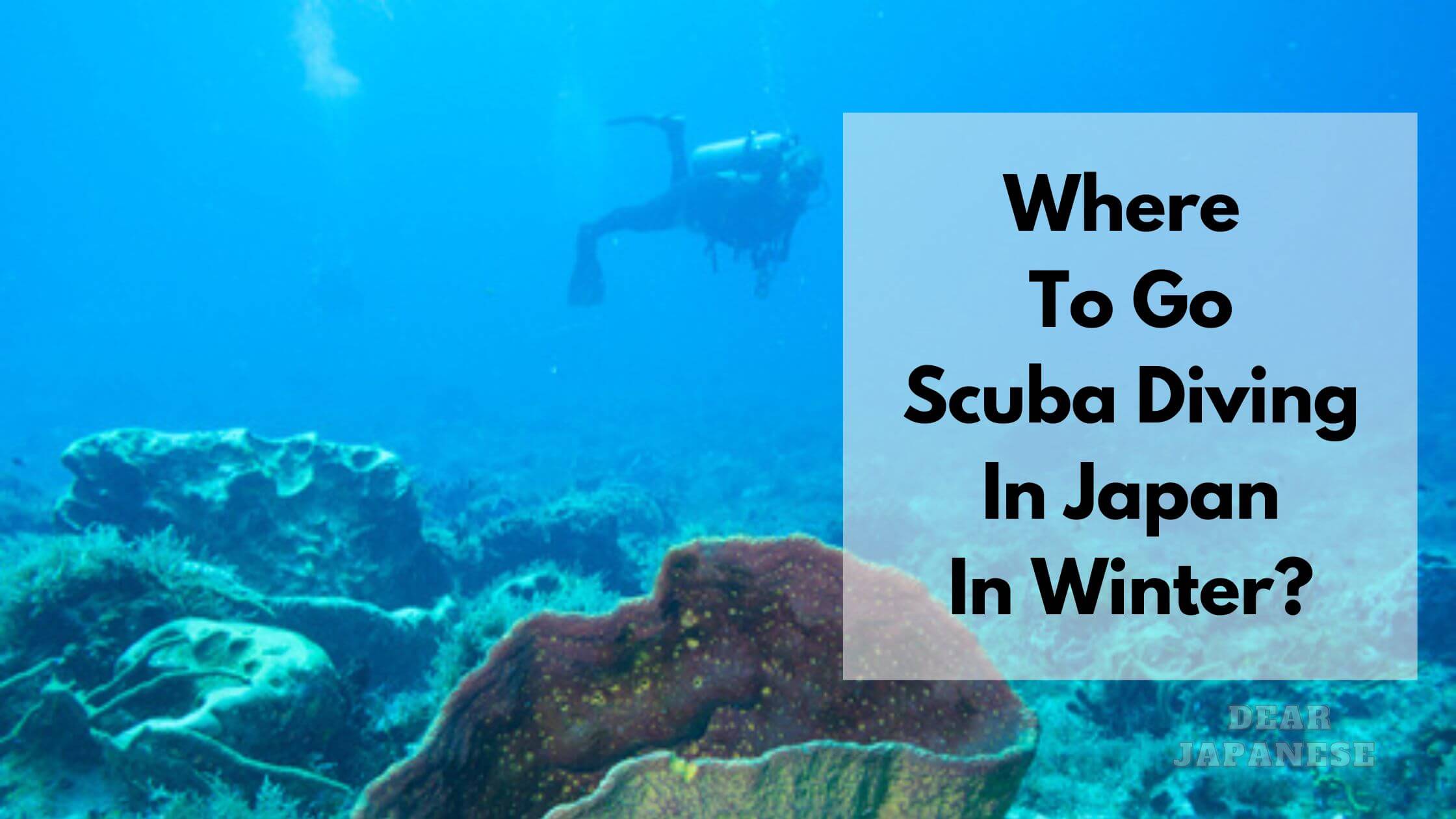 Where To Go Scuba Diving In Japan In Winter? – Japan Truly