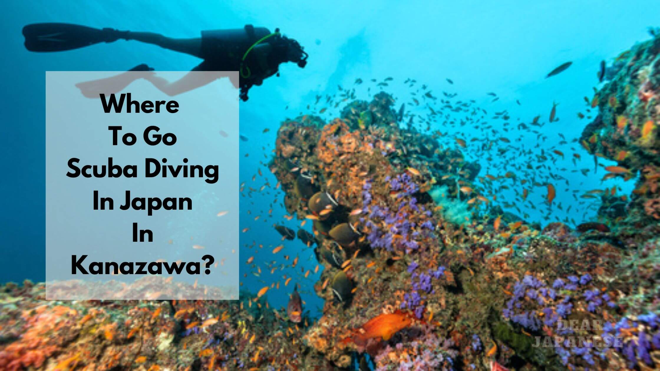 Where To Go Scuba Diving In Kanazawa? – Japan Truly