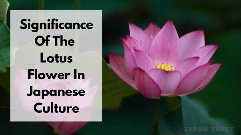 Meaning Of Lotus Flower In Japan And Its Significance – Japan Truly