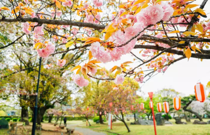24 Amazing Things to Do in Japan In Spring 2025 – Japan Truly